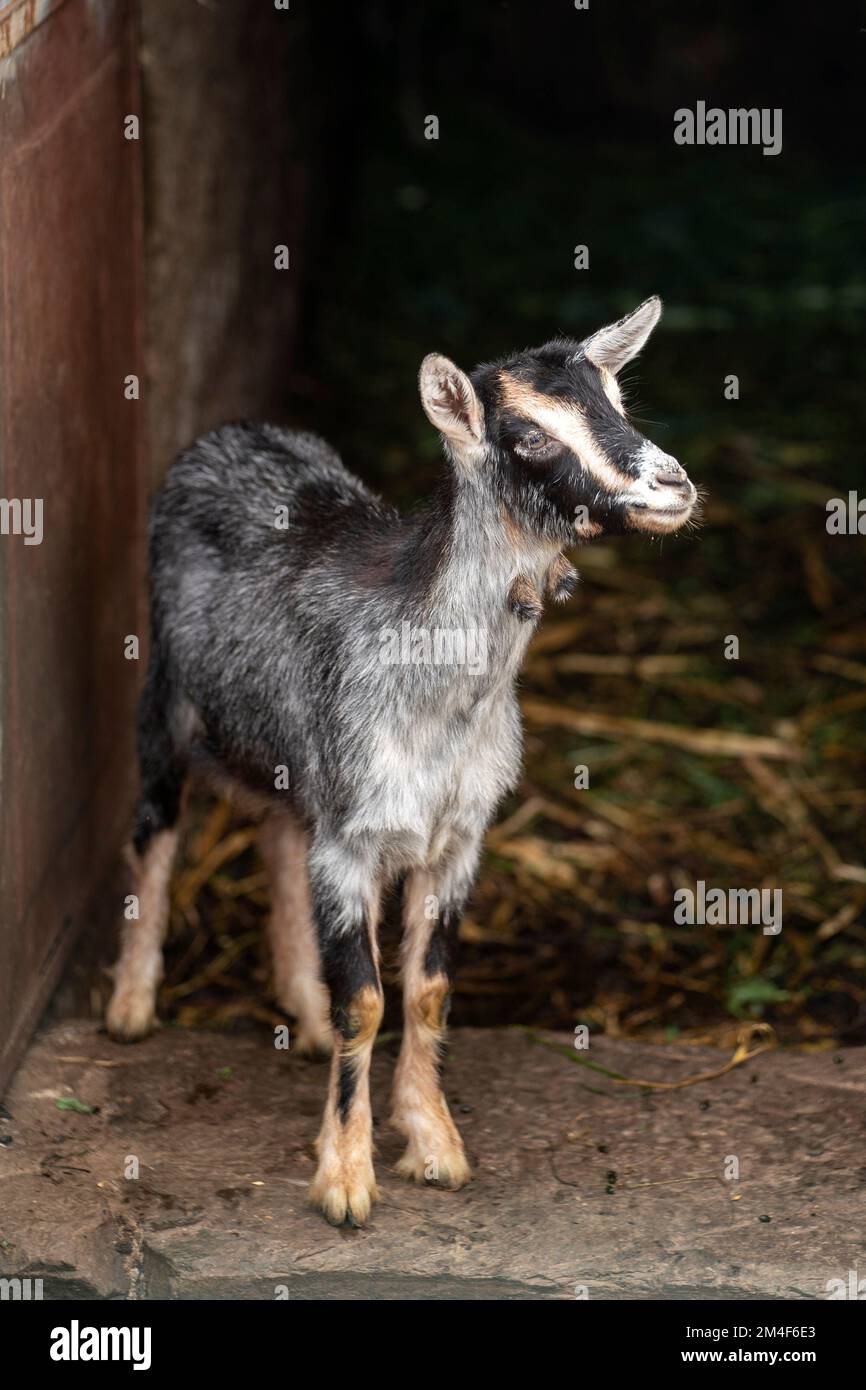 Black and white baby goat goatling Stock Photo - Alamy