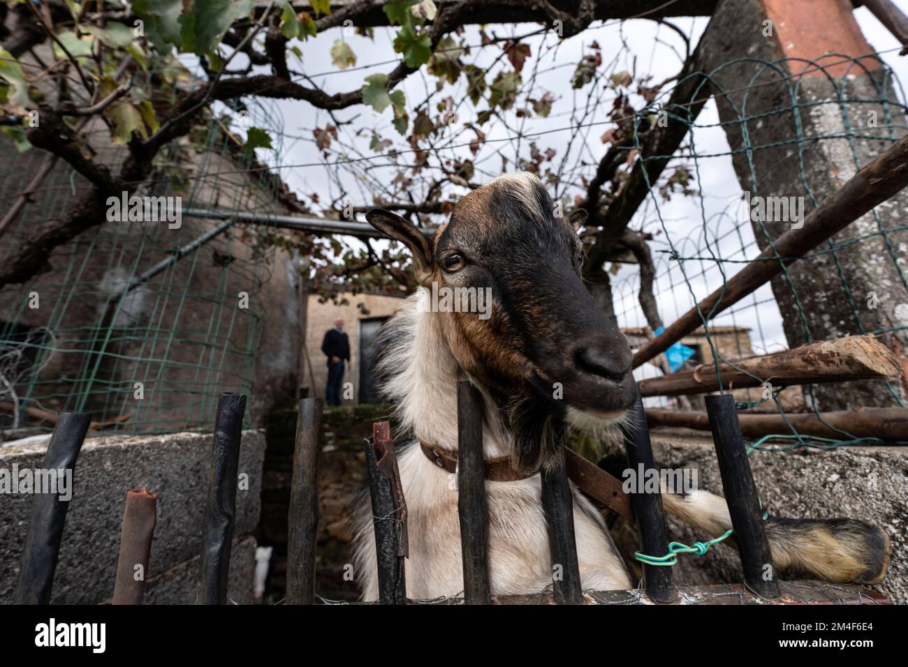Metal corral fence hi-res stock photography and images - Alamy