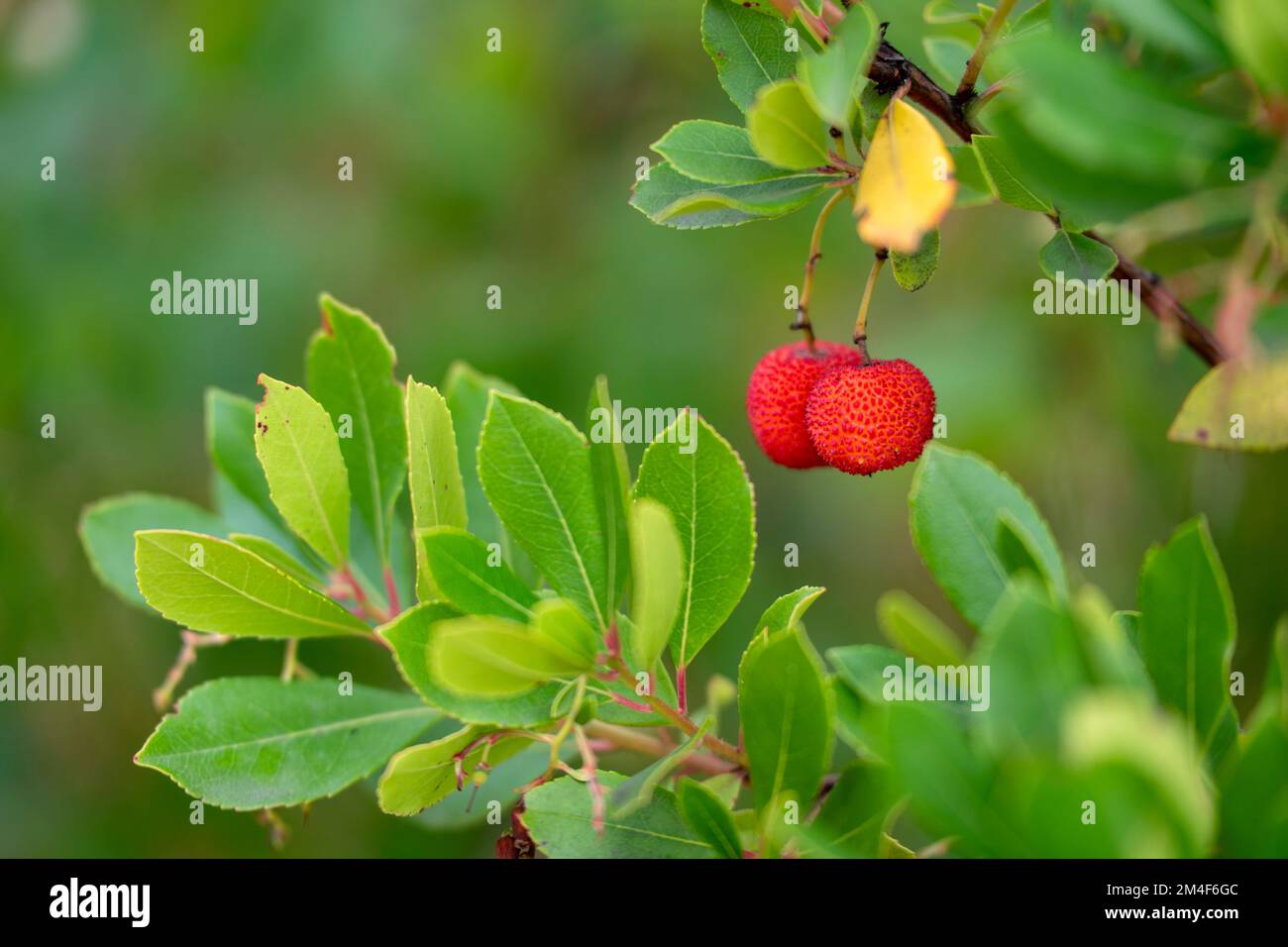 Arbutus berries on strawberry tree Stock Photo - Alamy