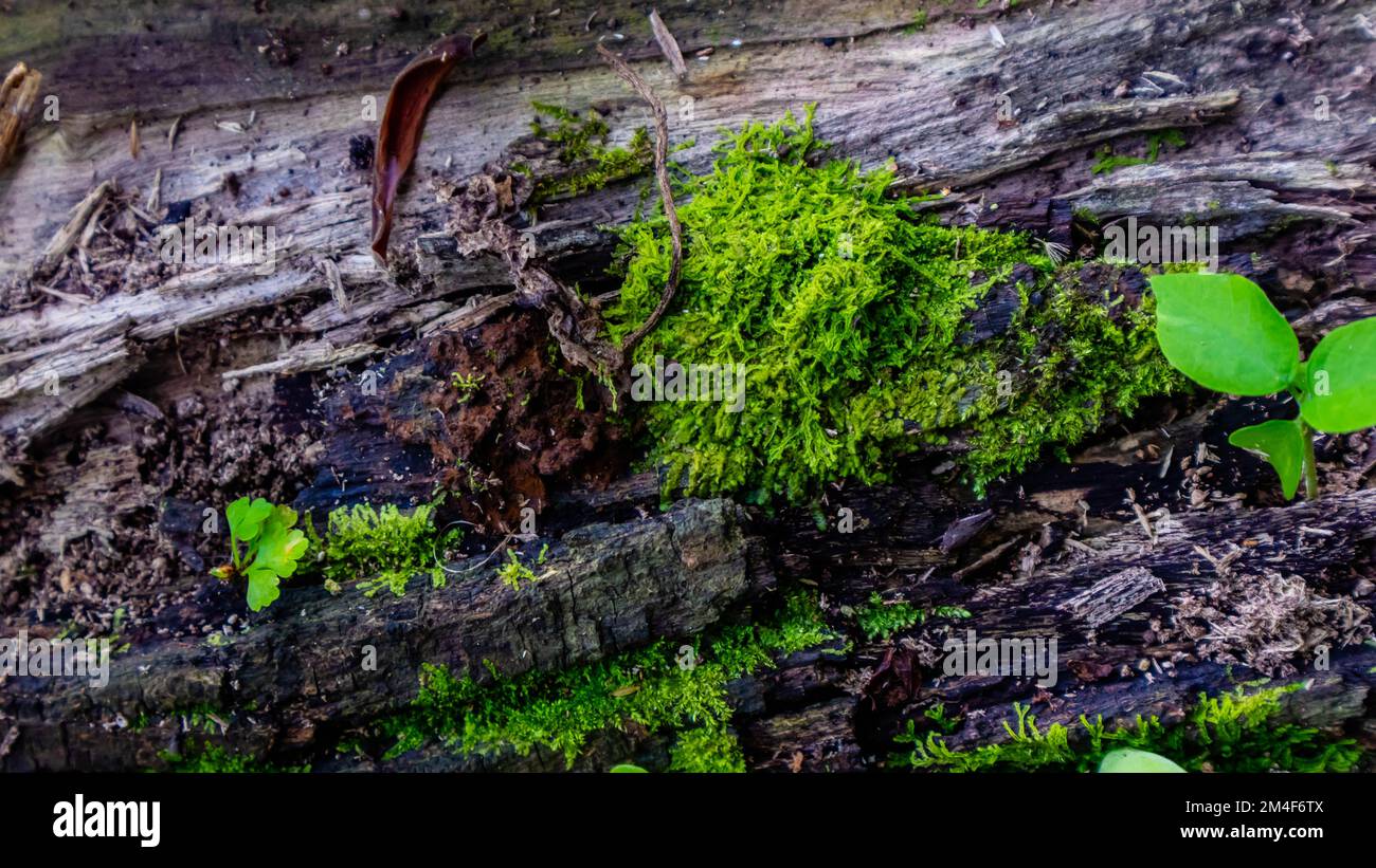 Mossy wood texture as background Stock Photo - Alamy