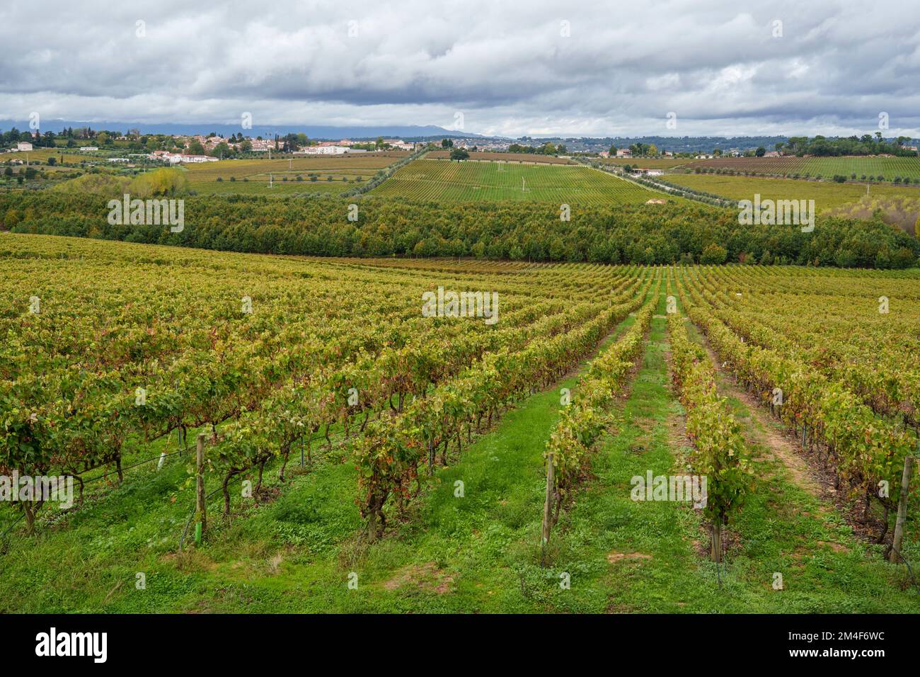 Vineyard canopy hi-res stock photography and images - Alamy