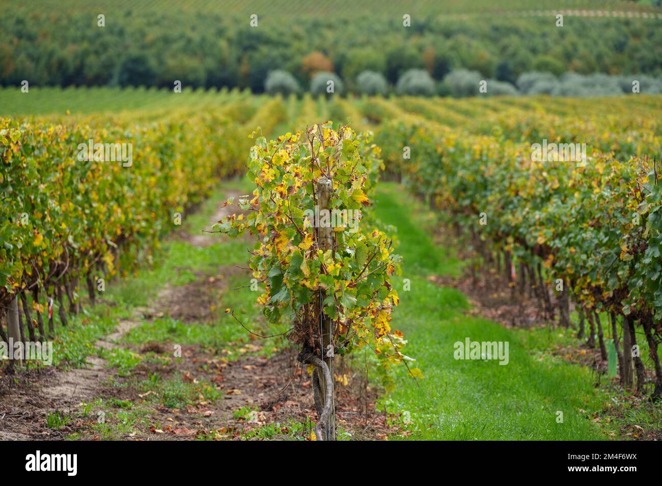 Vineyard canopy hi-res stock photography and images - Alamy