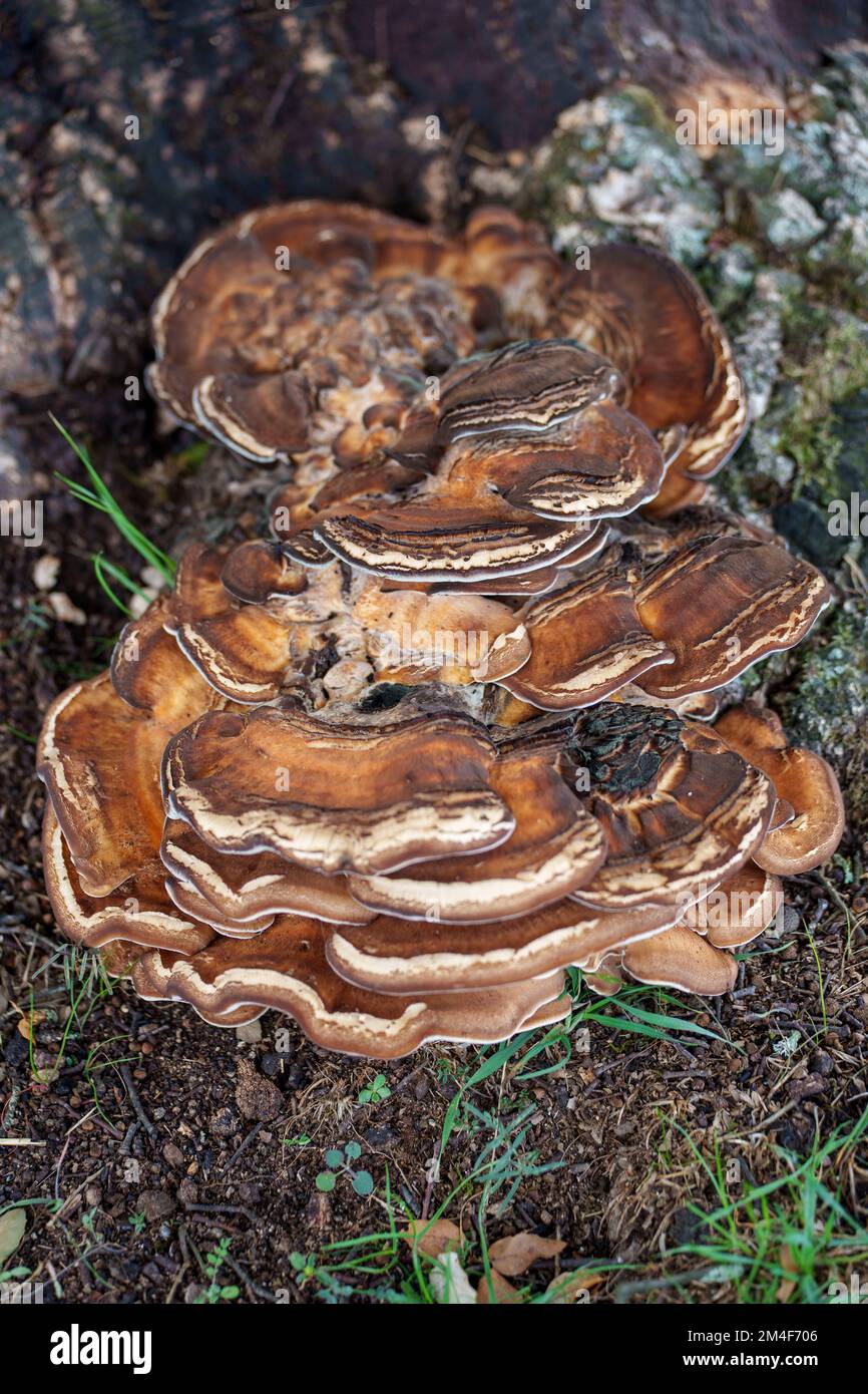 Wild mushrooms growing on a tree trunk Stock Photo - Alamy