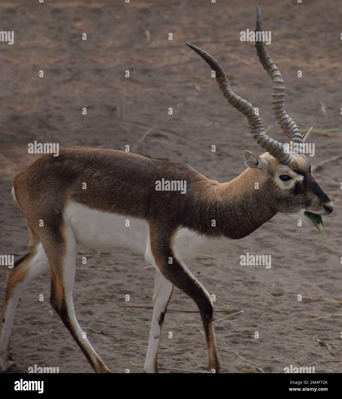 The black buck at a Zoo is also known as the Indian antelope, is an ...