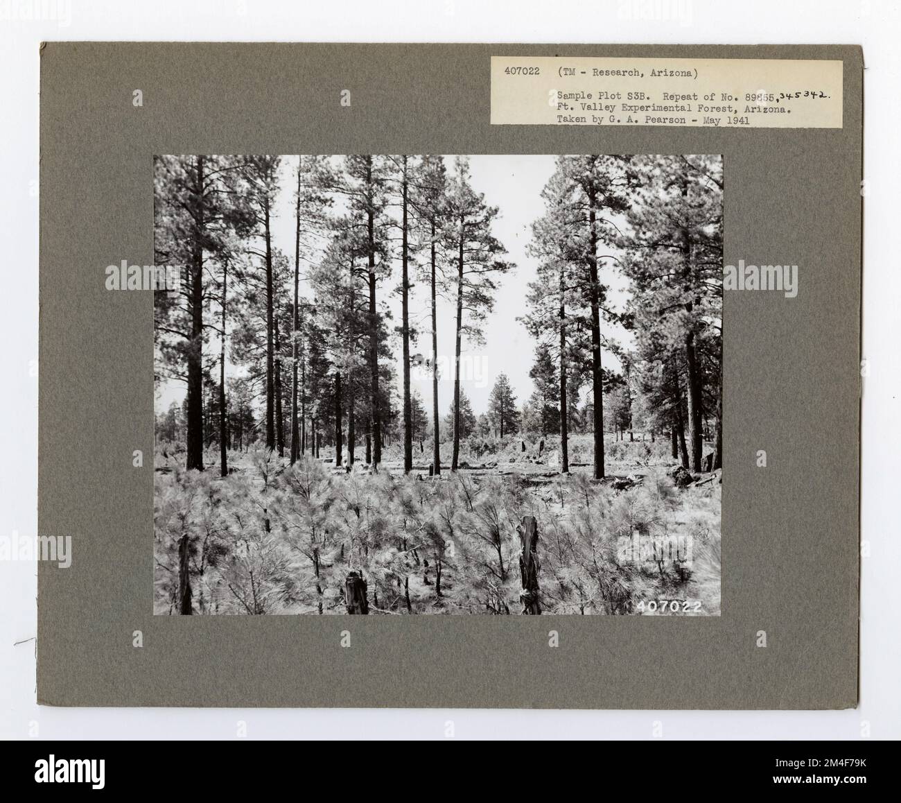 Experimental Forests All States Photographs Relating To National