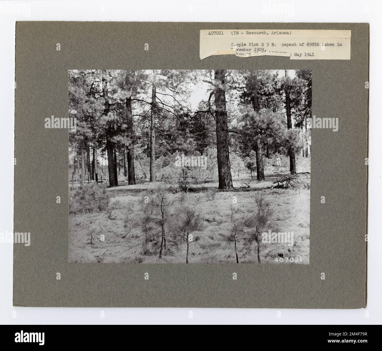 Experimental Forests All States Photographs Relating To National