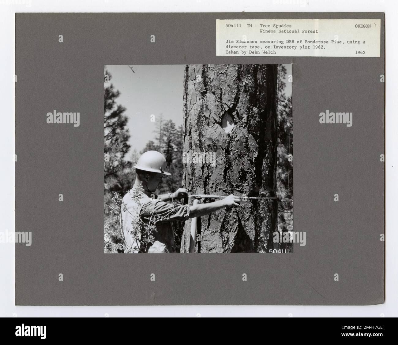 Forest Mensuration: Surveying/Studies - Oregon. Photographs Relating to ...