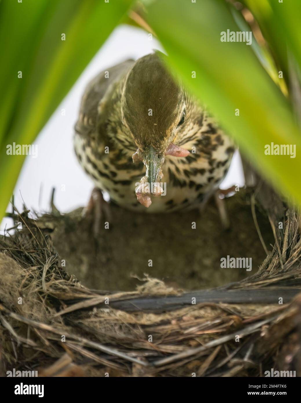 Thrush on nest hi-res stock photography and images - Alamy