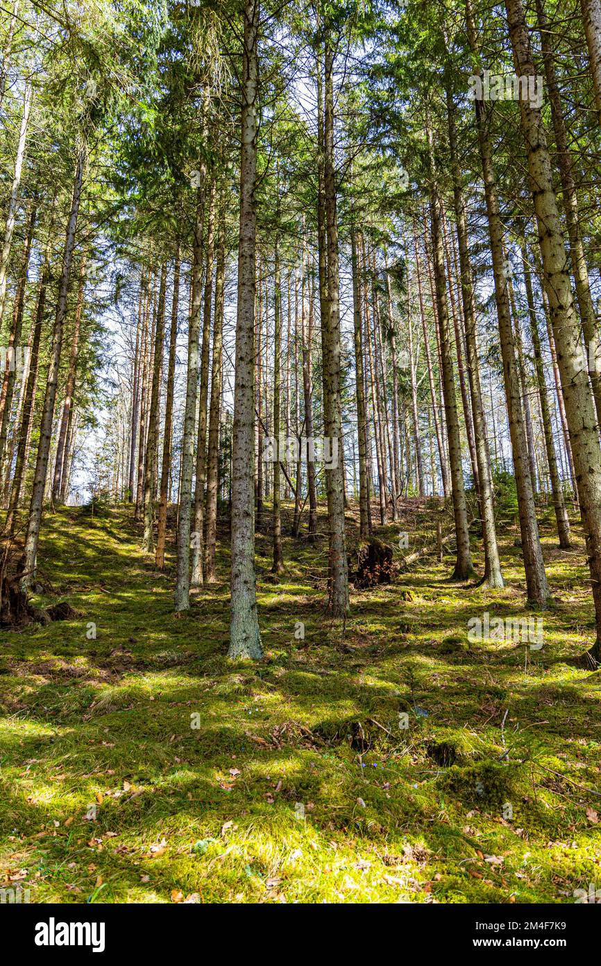 A scenic vertical shot of tall evergreen trees in a beautiful forest ...