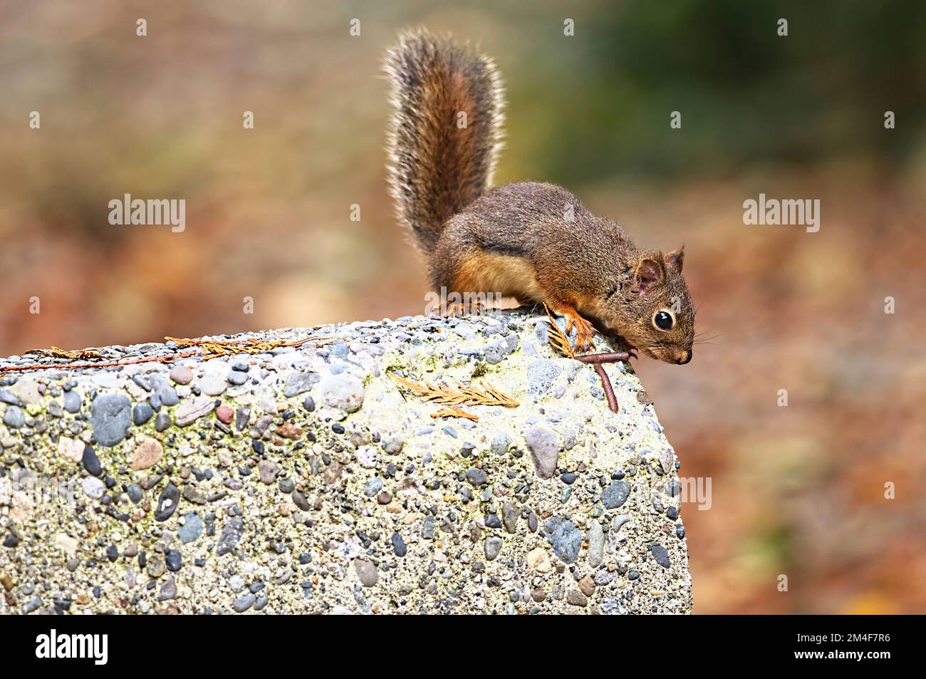 Tamiasciurus deouglassii hi-res stock photography and images - Alamy