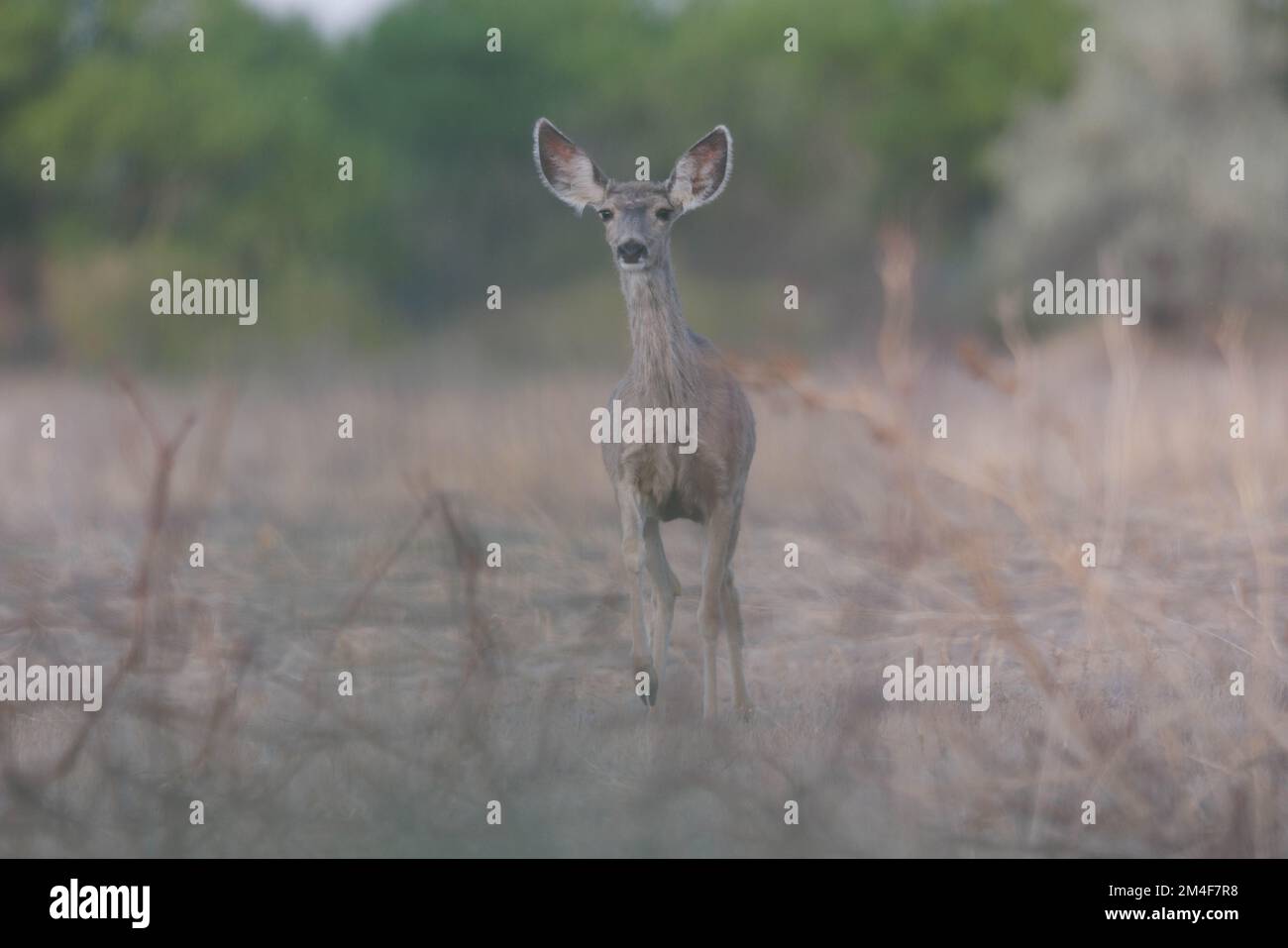 Rocky Mountain Mule Deer, Bosque del Apache National Wildlife Refuge ...