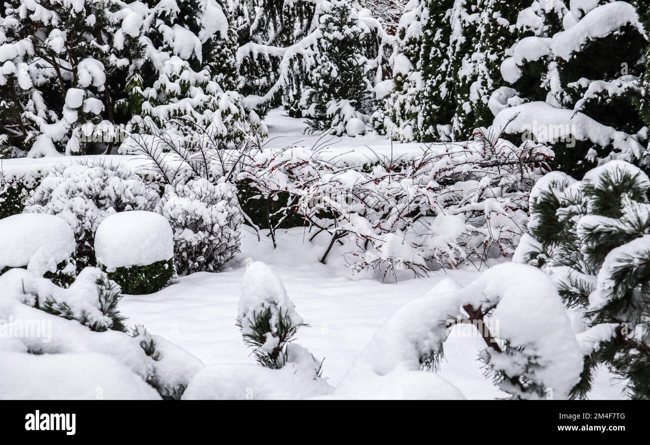 Winter garden with decorative shrubs and shaped yew and boxwood, Buxus ...