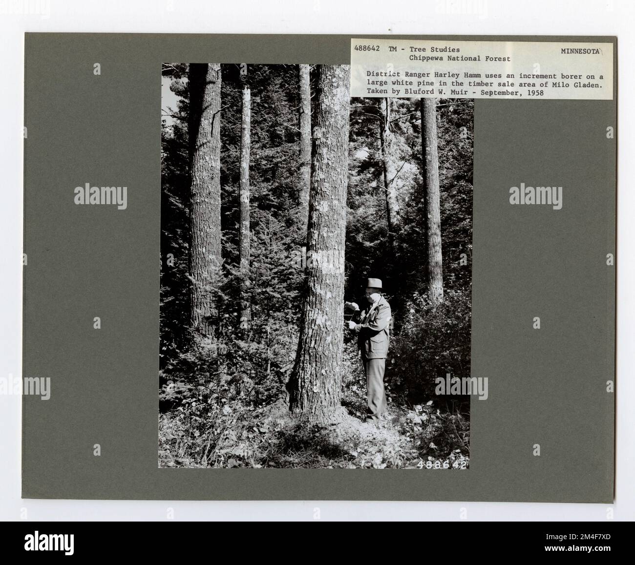 Forest Mensuration: Surveying/Studies - Minnesota. Photographs Relating ...