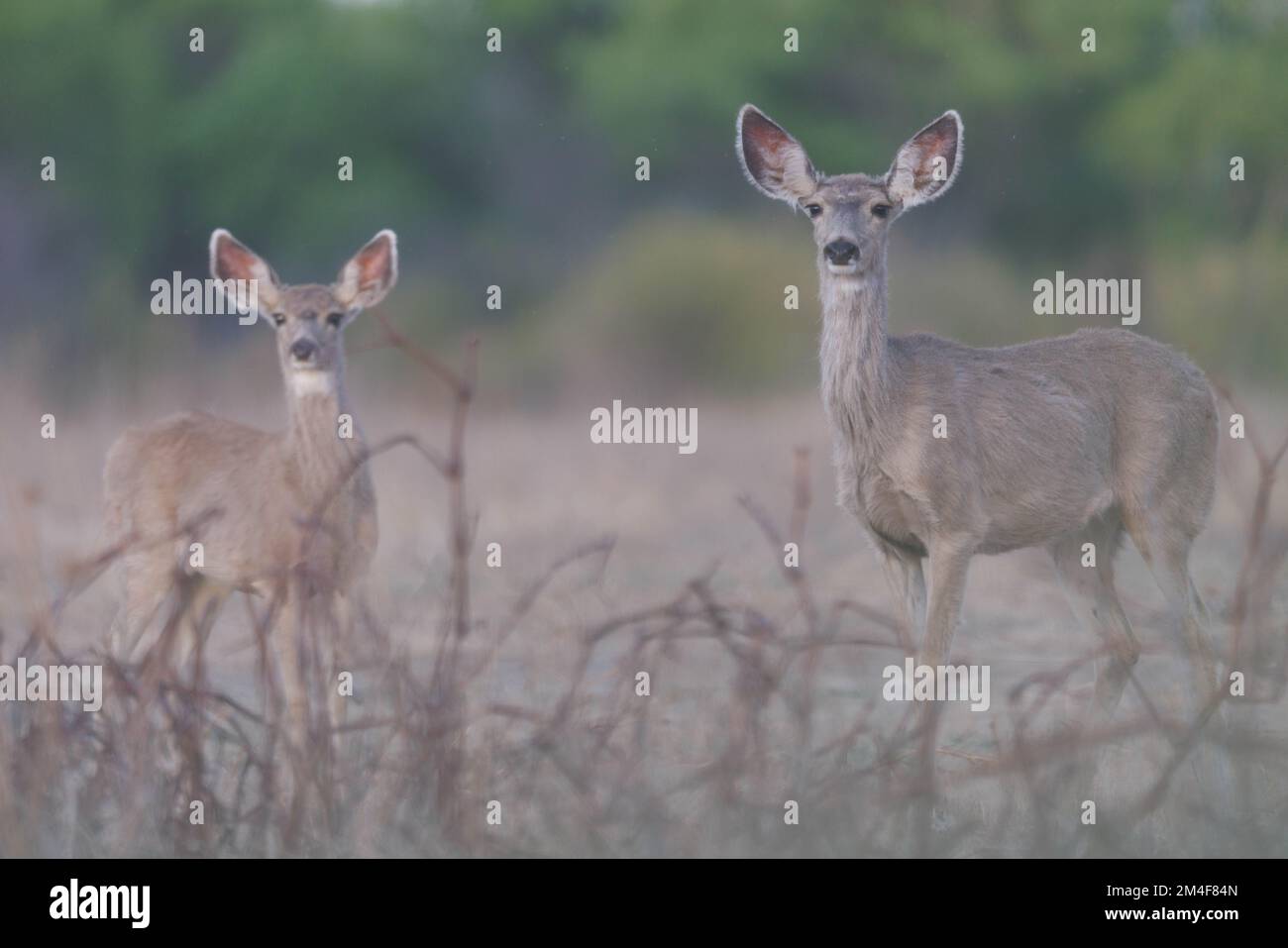 Rocky Mountain Mule Deer, Bosque del Apache National Wildlife Refuge ...