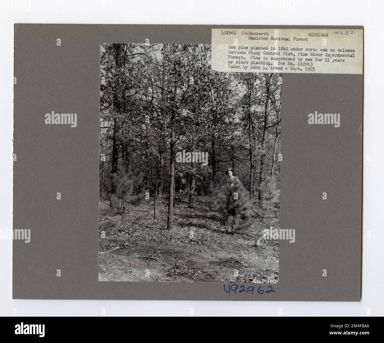 Brush and Cull Tree Continued - Michigan. Photographs Relating to ...