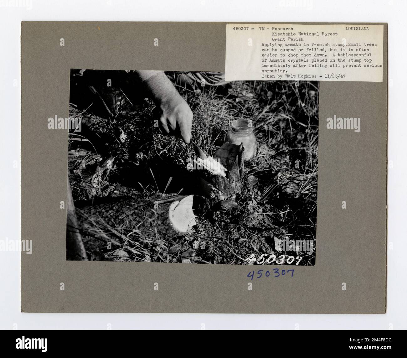 Cull tree hi-res stock photography and images - Alamy