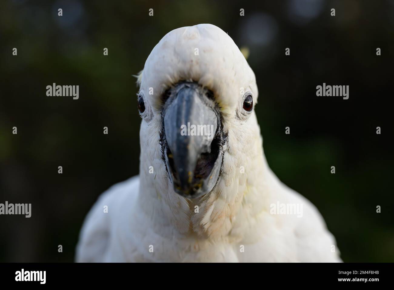 Cockatoo portrait close up with a dark background at Camp Cove in ...