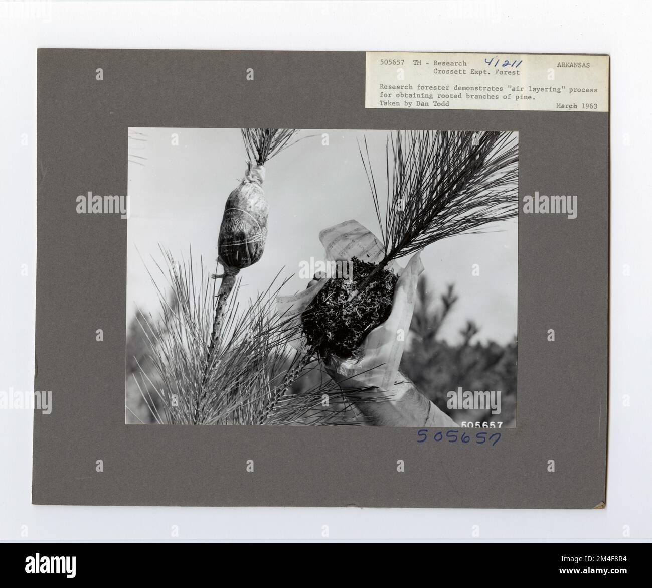 Tree Physiology - All States. Photographs Relating to National Forests ...