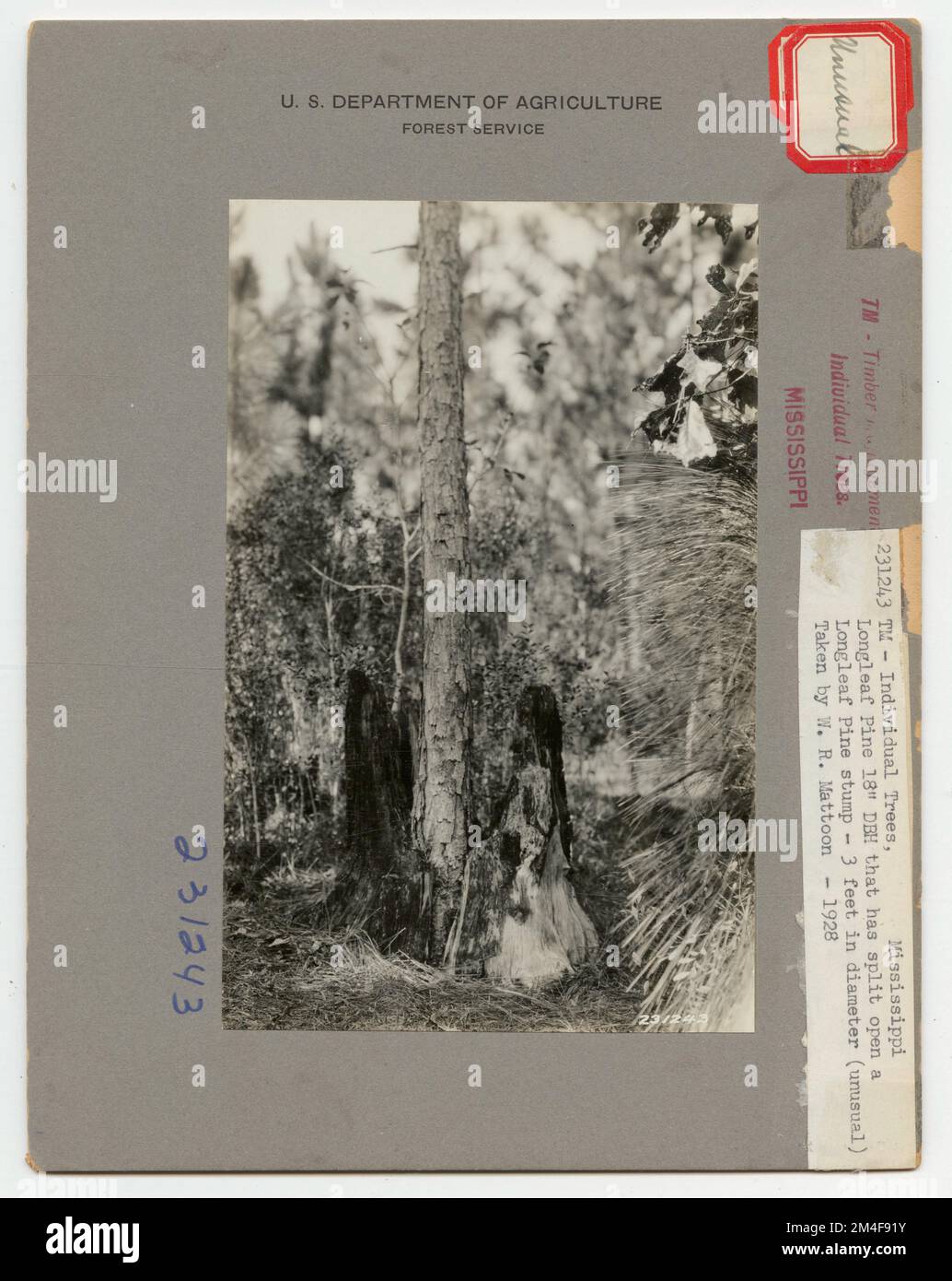 Unusual Trees - All States. Photographs Relating to National Forests ...