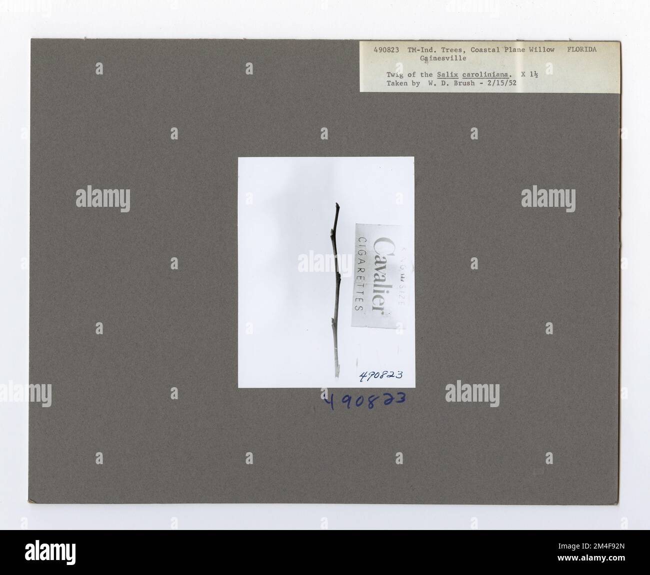 Tree Identification - Willow: Coastal. Photographs Relating to National ...