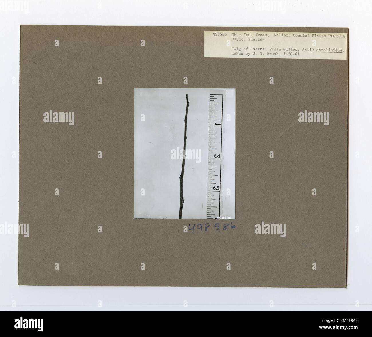 Tree Identification - Willow: Coastal. Photographs Relating to National ...