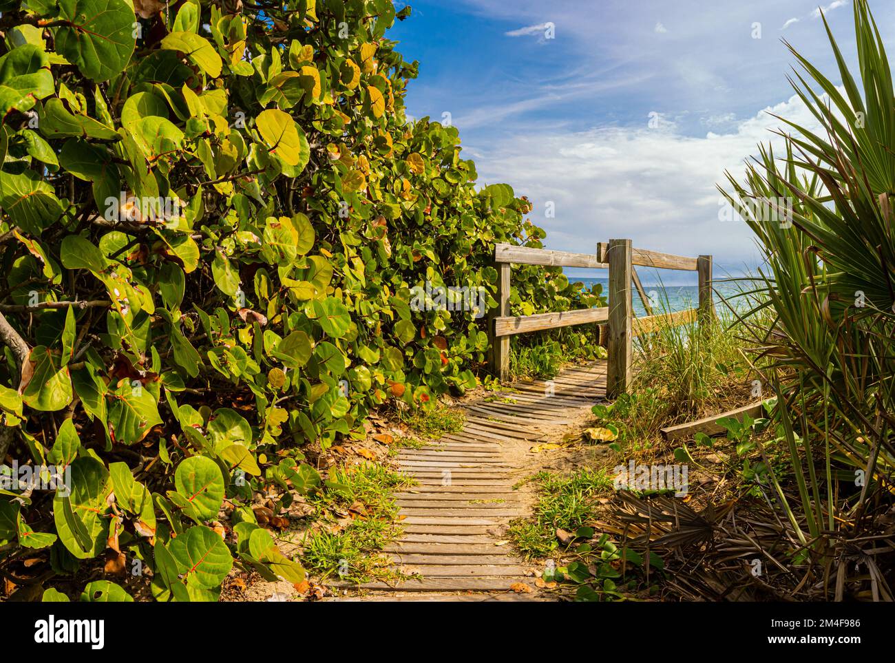 Boardwalk Over Sand Dunes To The Beach, Palm Beach , Florida, USA Stock ...