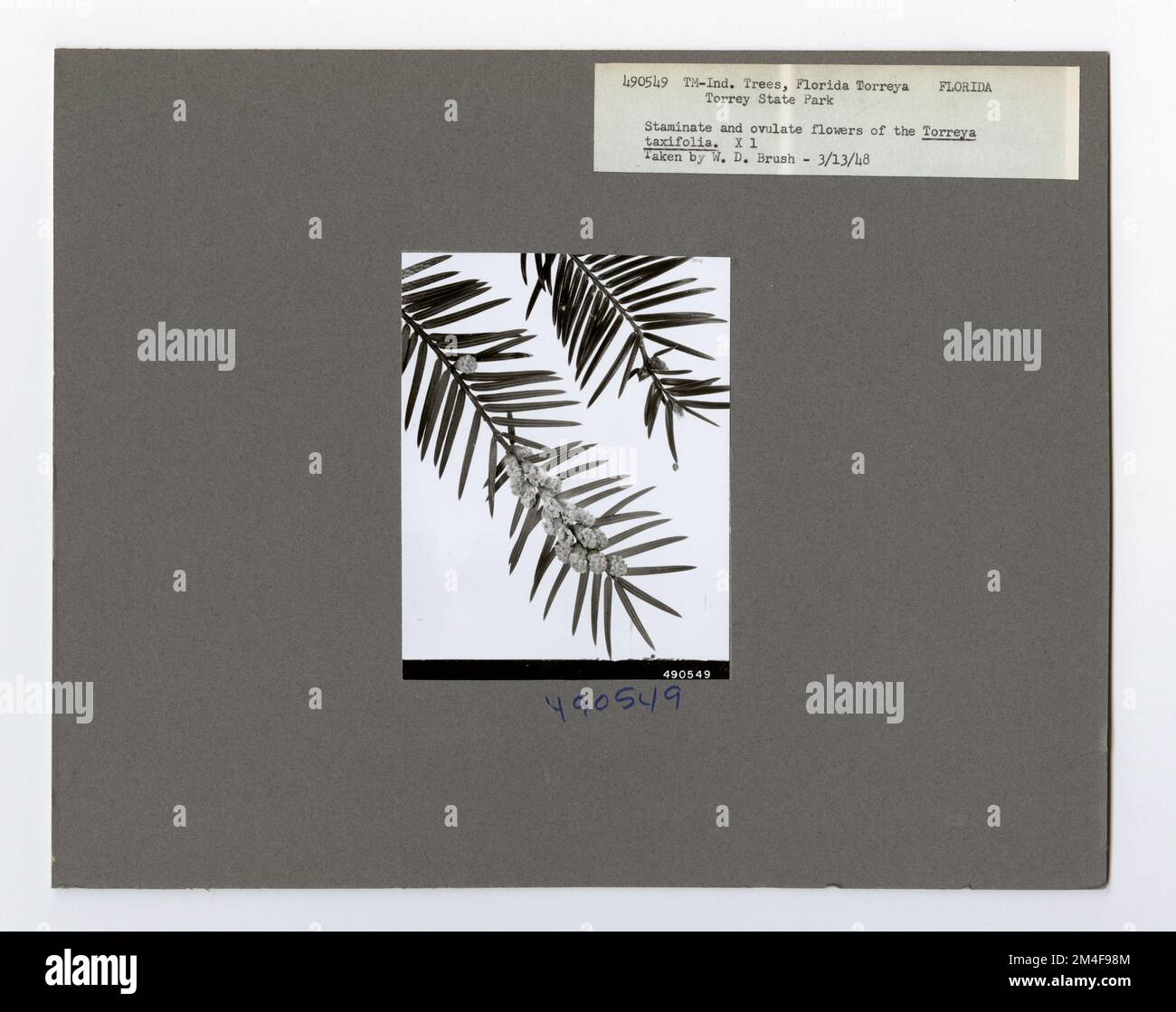 Tree Identification - Torreya. Photographs Relating to National Forests ...