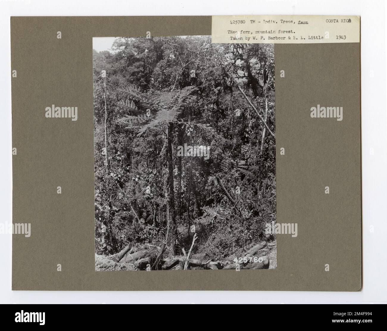 Tree Identification - Tree Fern. Photographs Relating to National ...