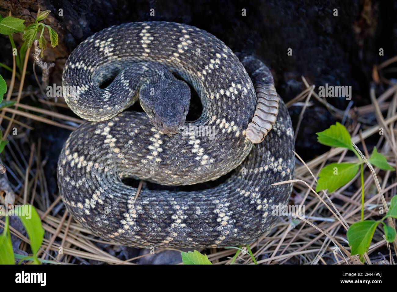 Arizona Black Rattlesnake, Navajo county, Arizona, USA Stock Photo - Alamy