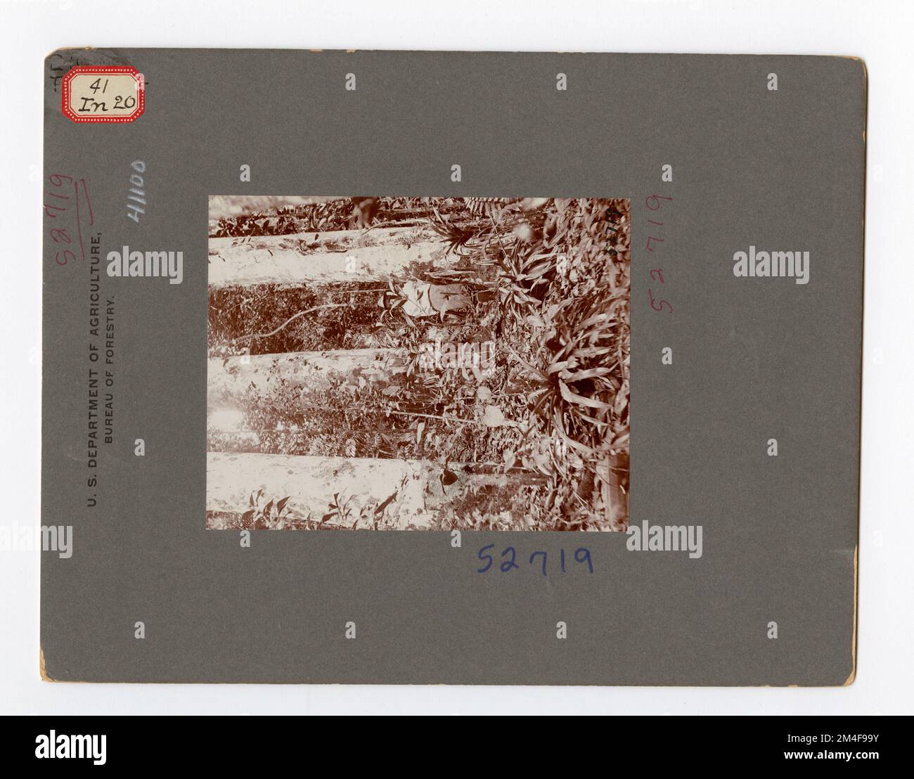 Tree Identification - Tabonuco. Photographs Relating to National ...