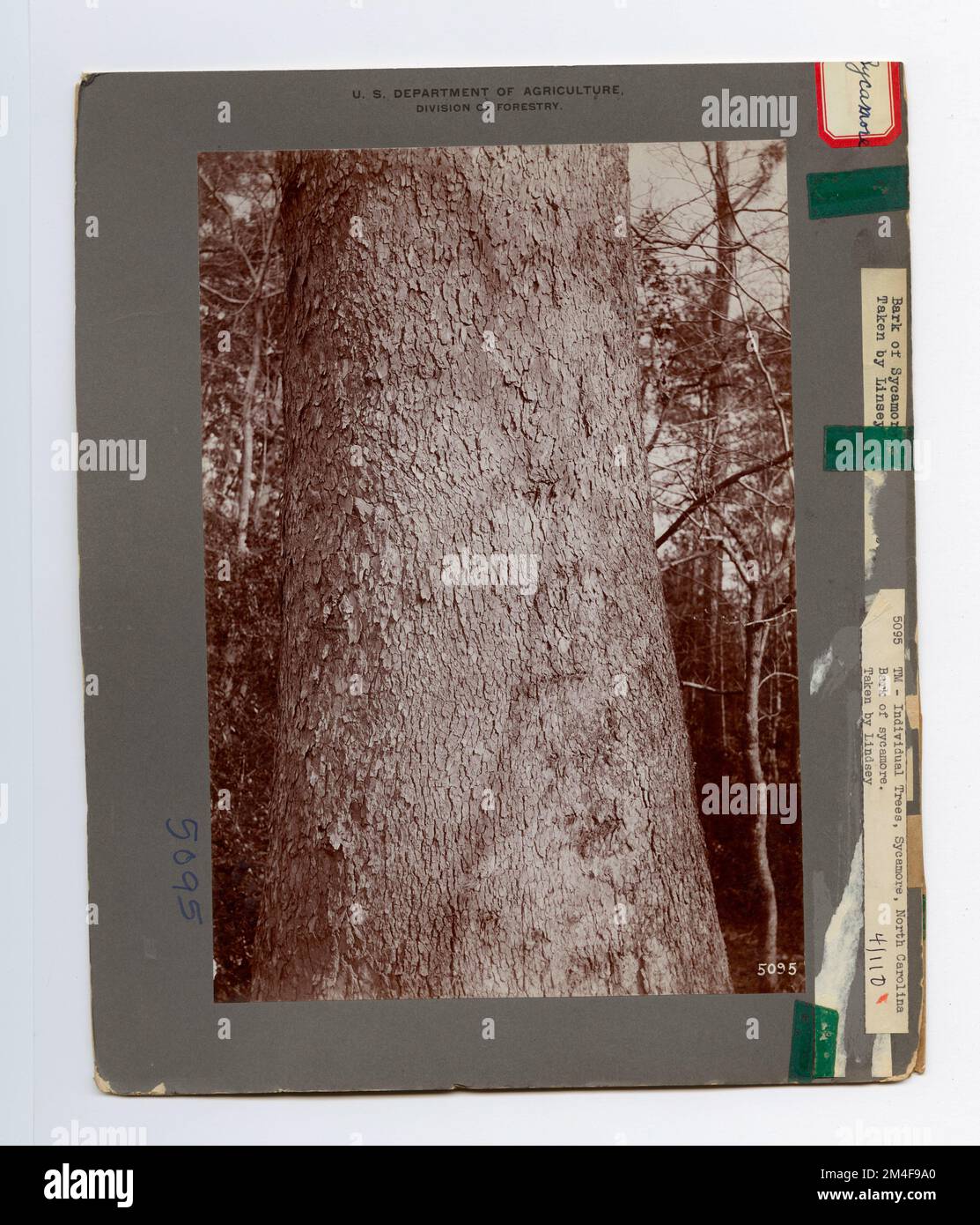 Tree Identification - Sycamore: American. Photographs Relating to ...