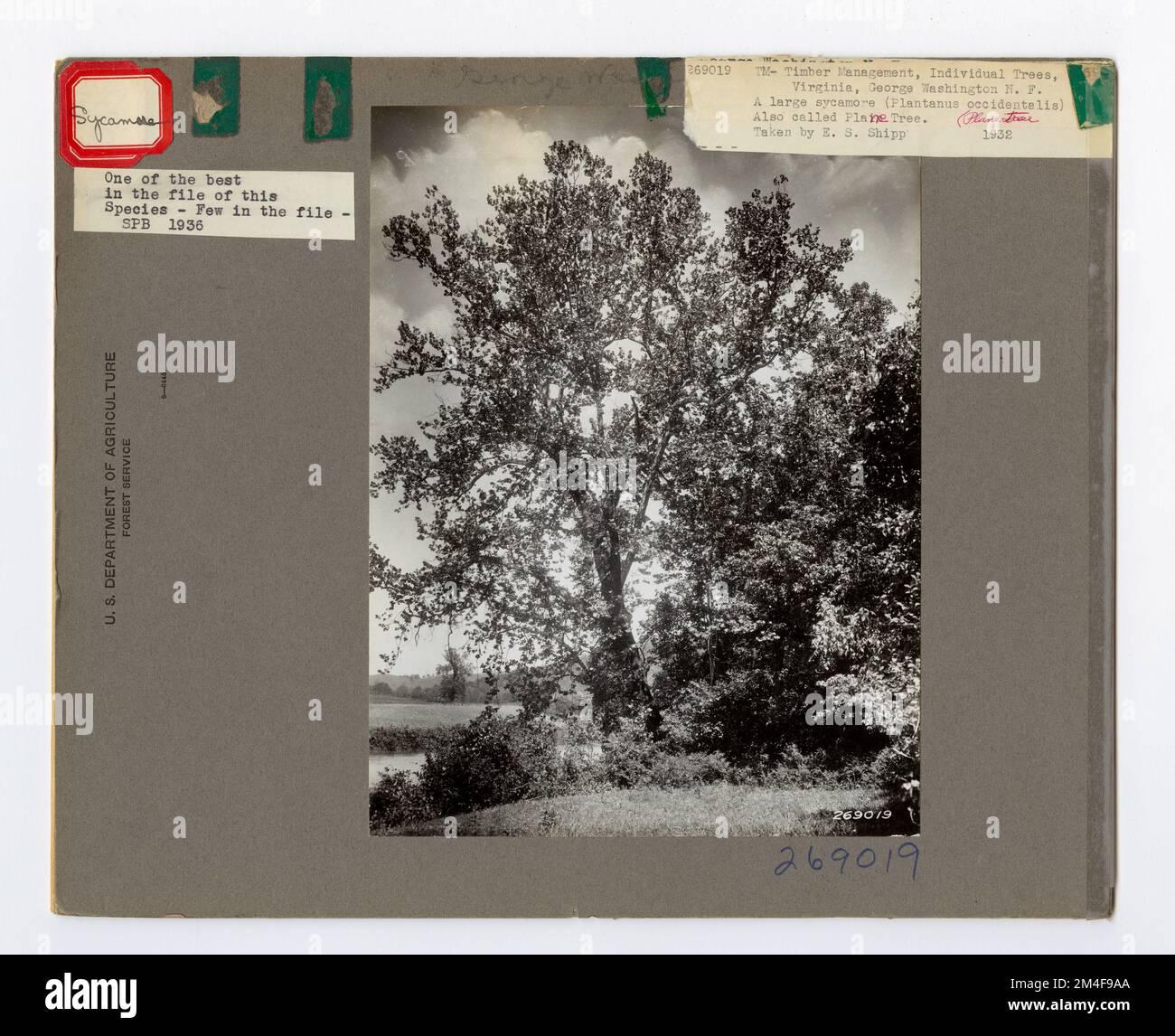 Tree Identification - Sycamore: American. Photographs Relating to ...
