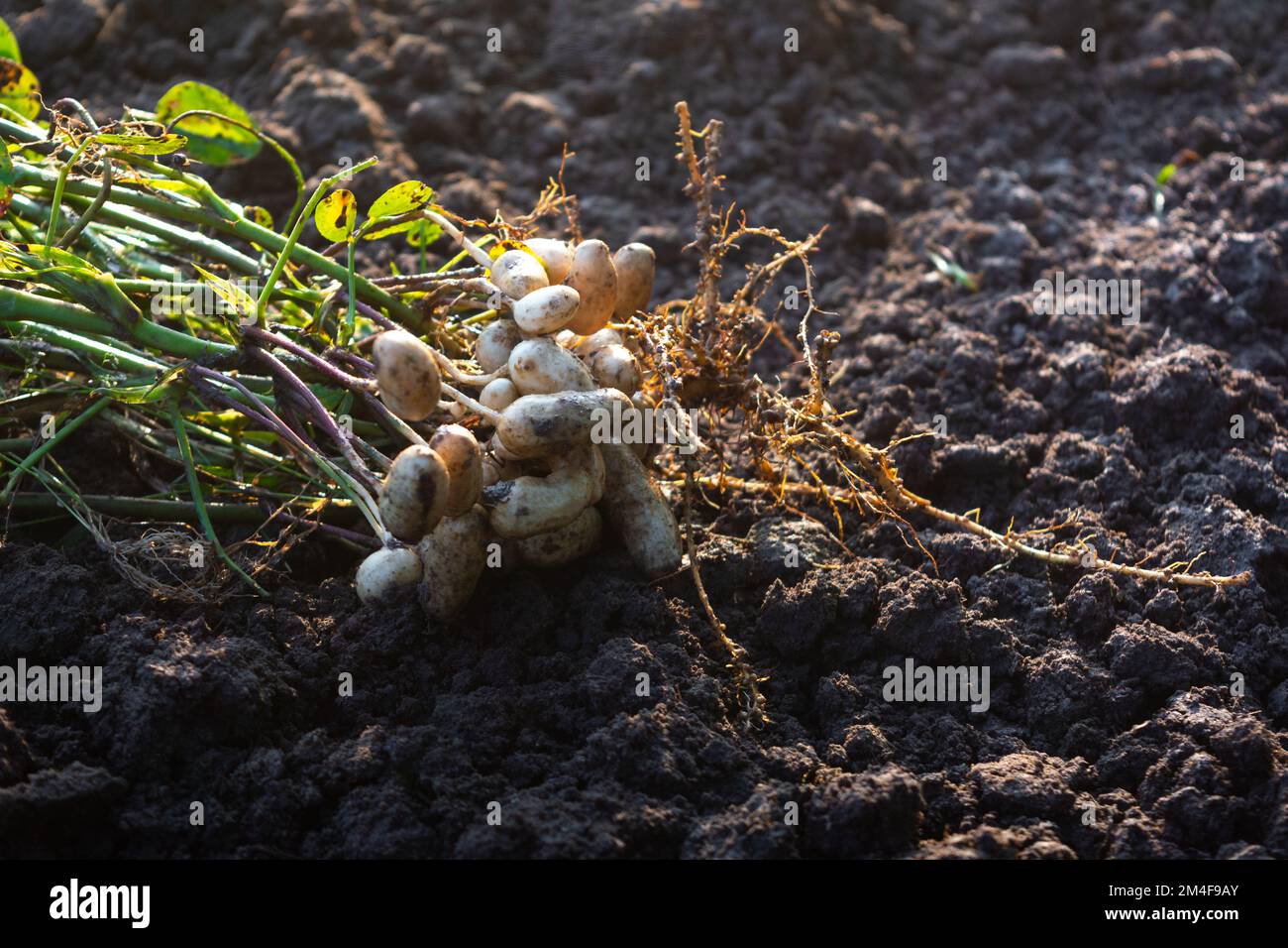 Fresh peanuts plants with roots Stock Photo - Alamy