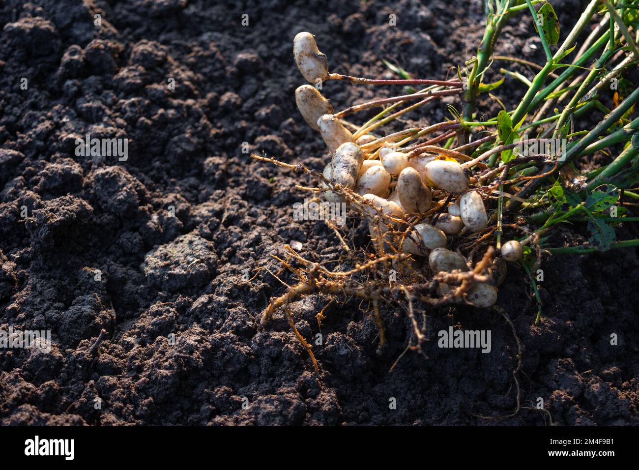 Fresh peanuts plants with roots Stock Photo - Alamy