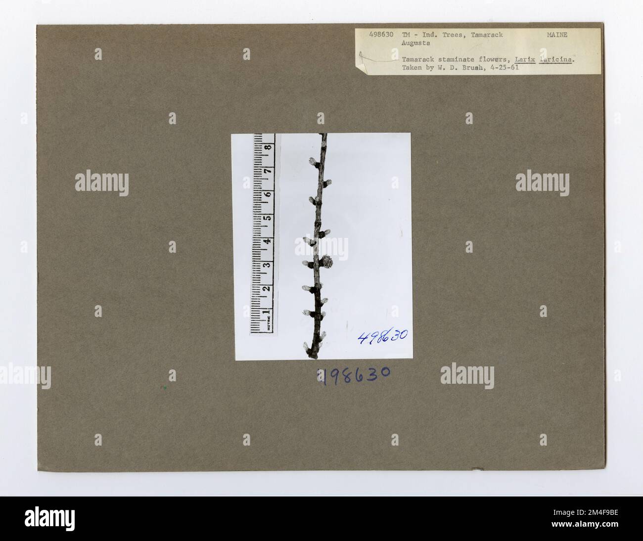 Tree Identification - Tamarack. Photographs Relating to National ...