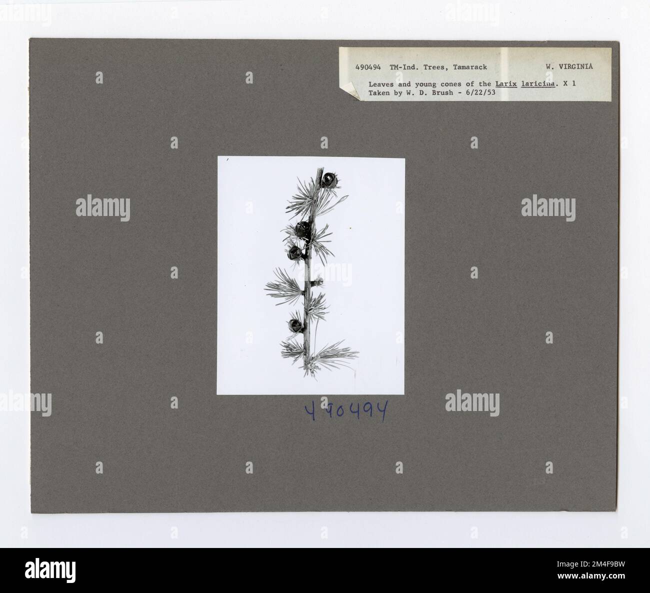 Tree Identification - Tamarack. Photographs Relating to National ...