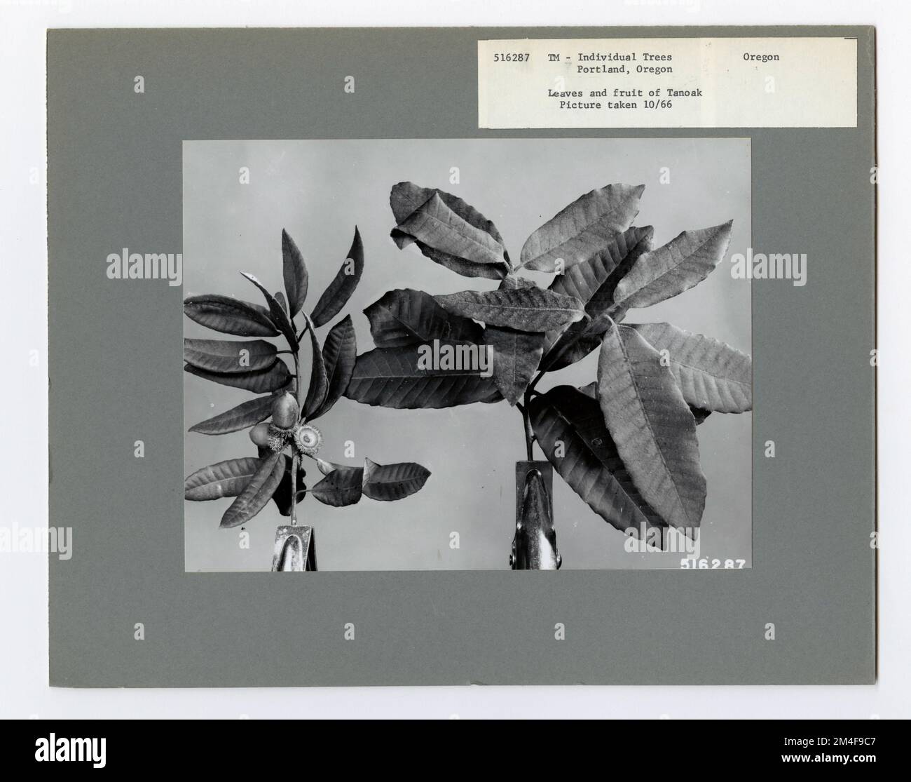 Tanoak hi-res stock photography and images - Alamy