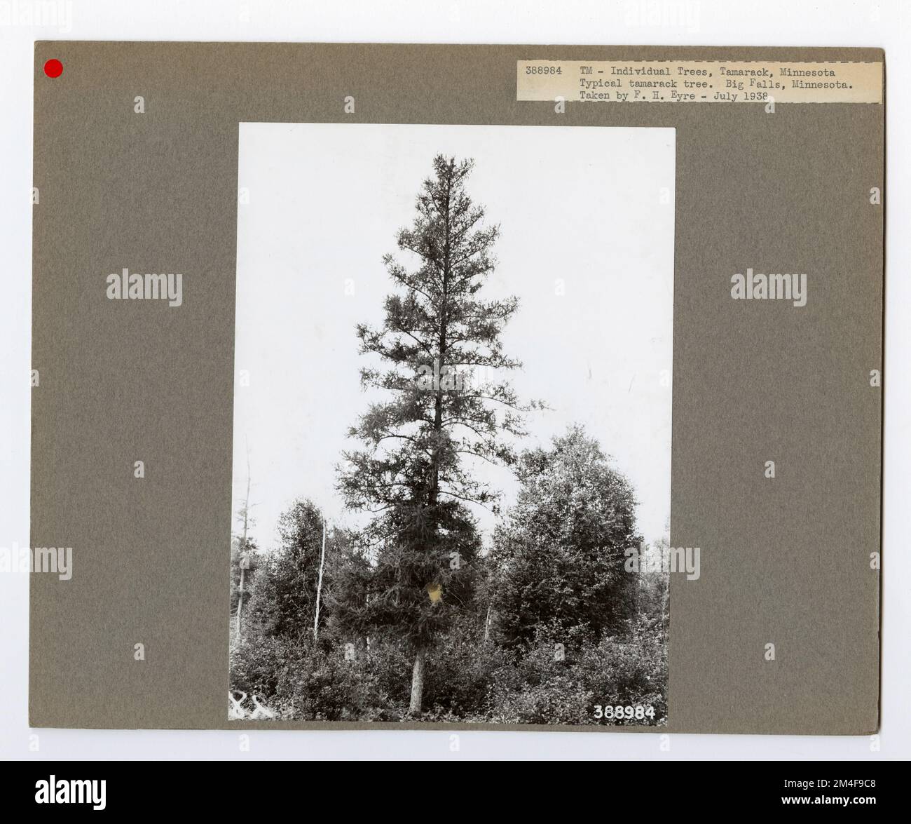 Tamarack Tree Drawing