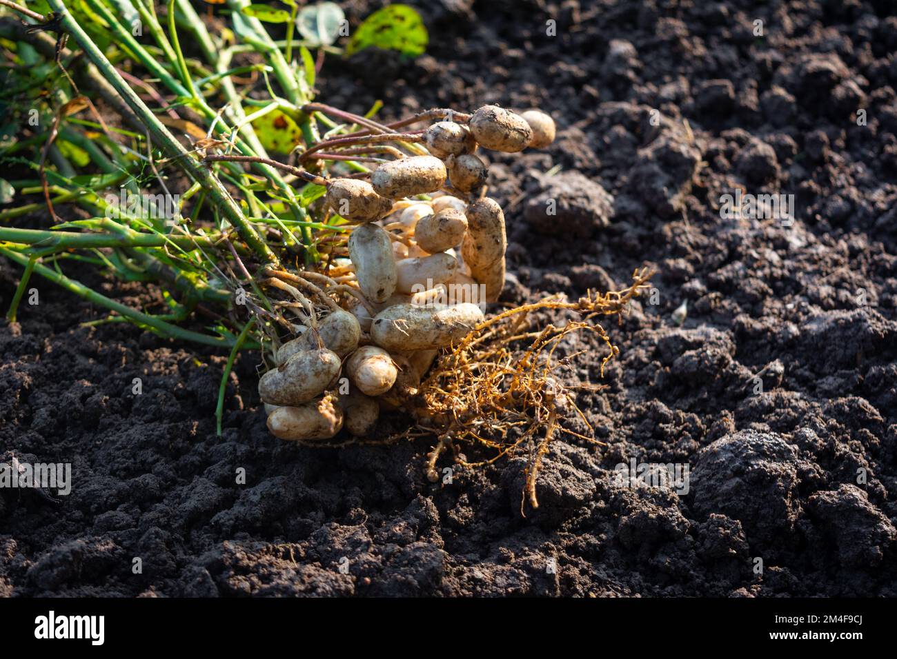 Fresh peanuts plants with roots Stock Photo - Alamy