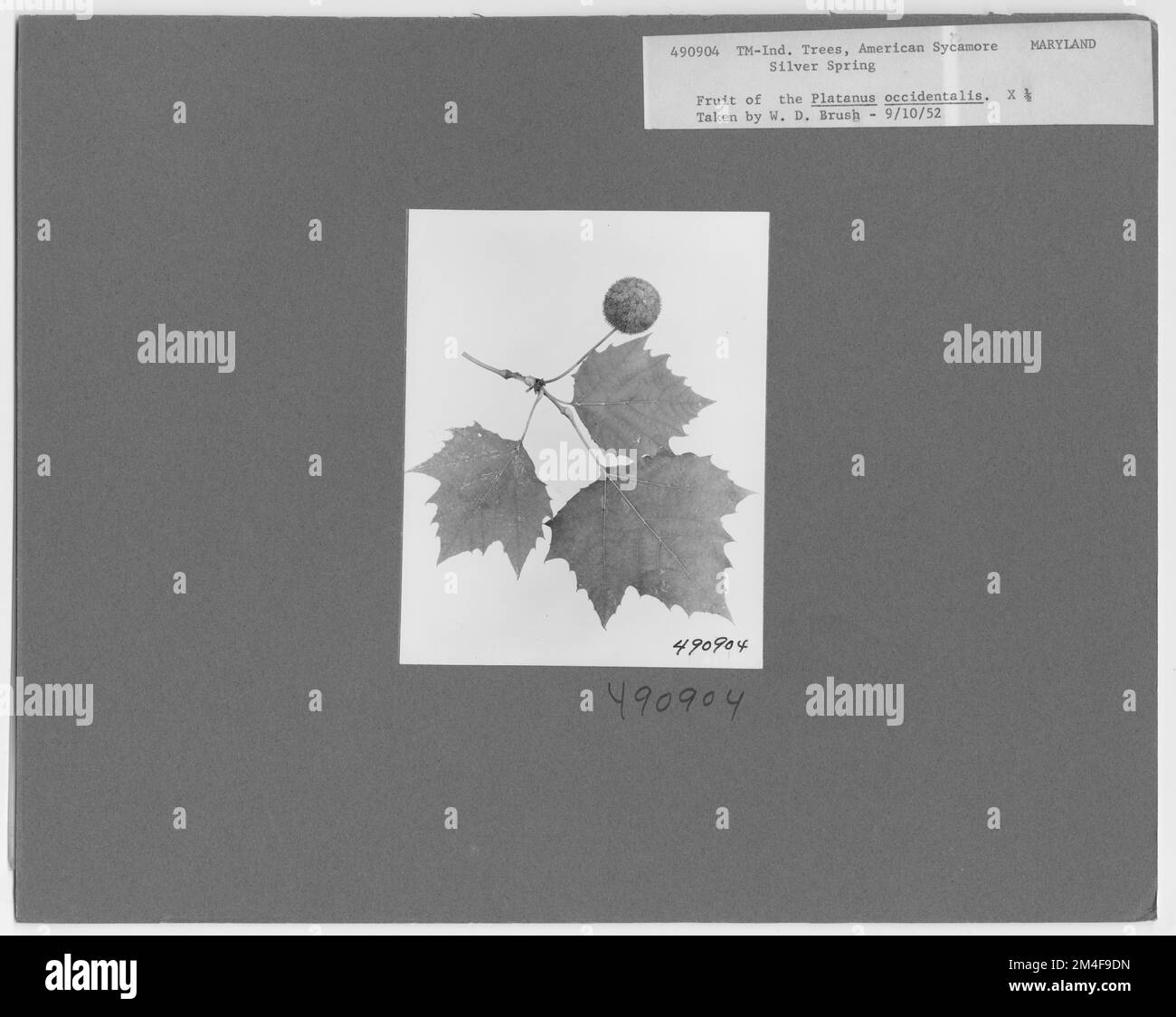 Tree Identification - Sycamore: American. Photographs Relating to ...