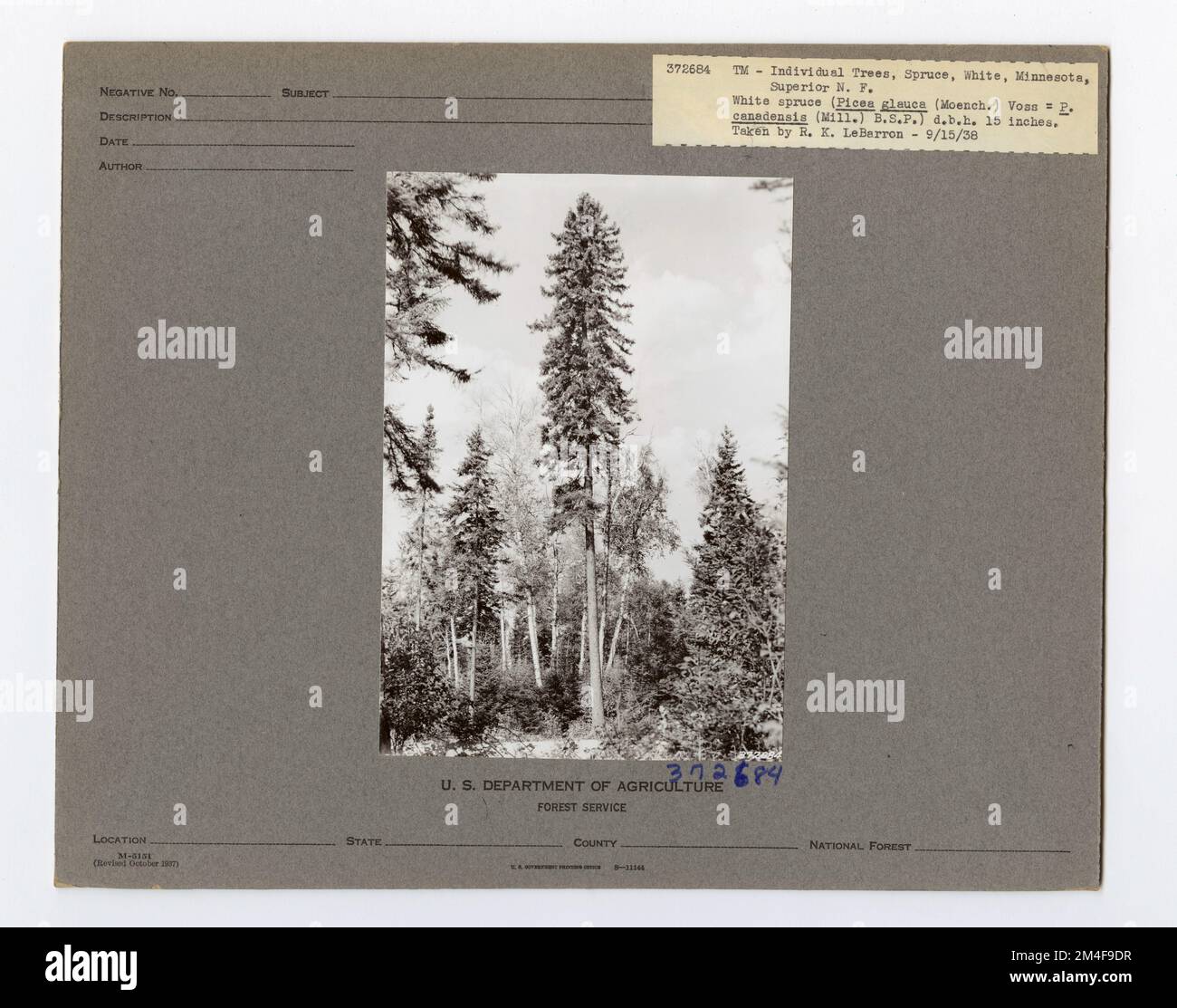 Tree Identification - Spruce: White. Photographs Relating to National ...