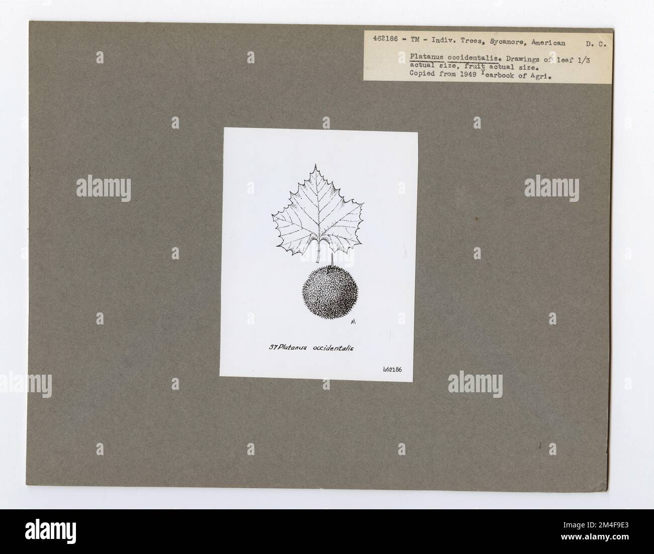 Tree Identification - Sycamore: American. Photographs Relating to ...