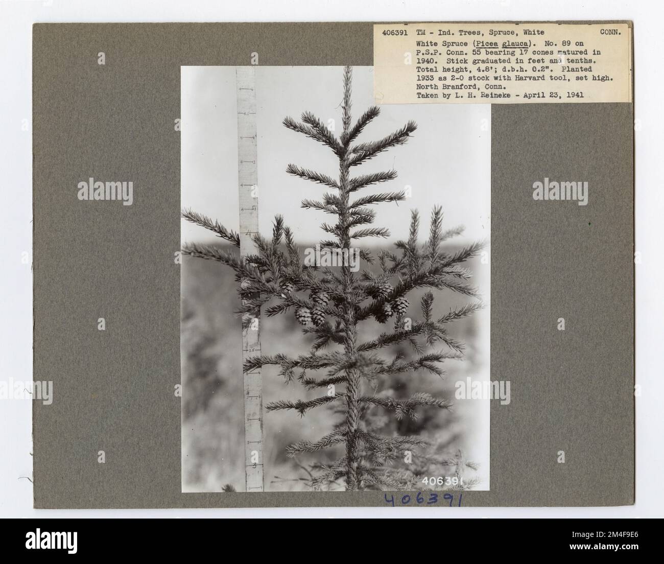 Tree Identification - Spruce: White. Photographs Relating to National ...