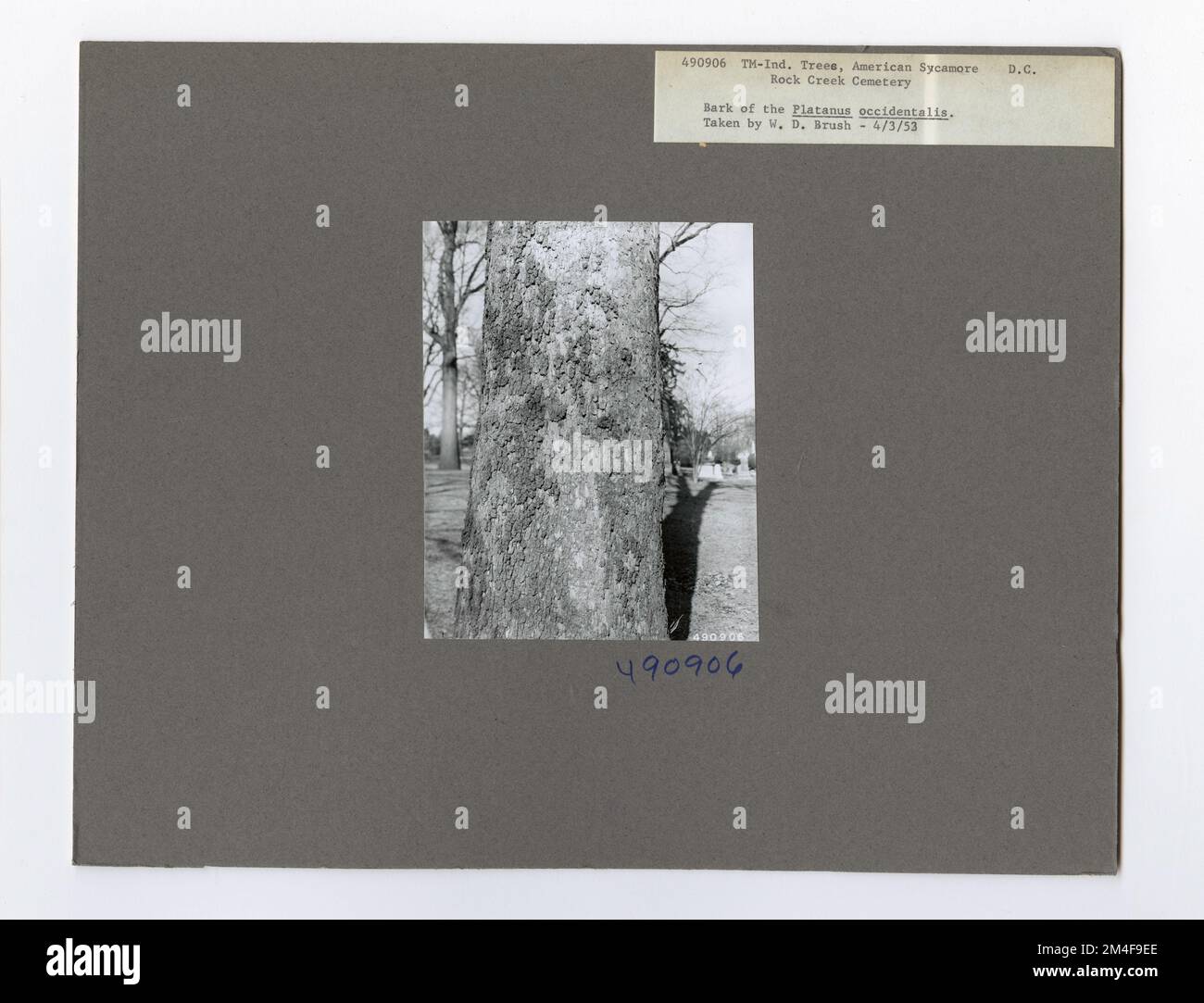 Tree Identification - Sycamore: American. Photographs Relating to ...