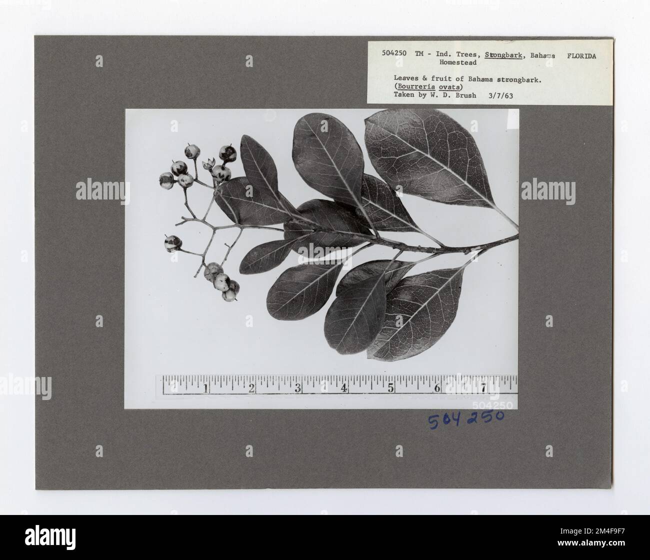 Strongbark hi-res stock photography and images - Alamy