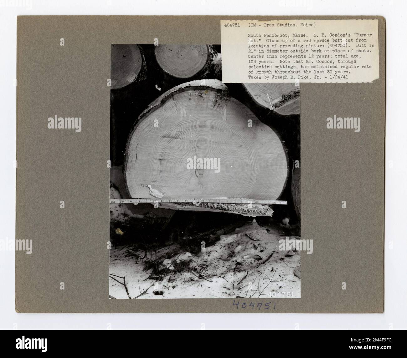 Strongbark hi-res stock photography and images - Alamy