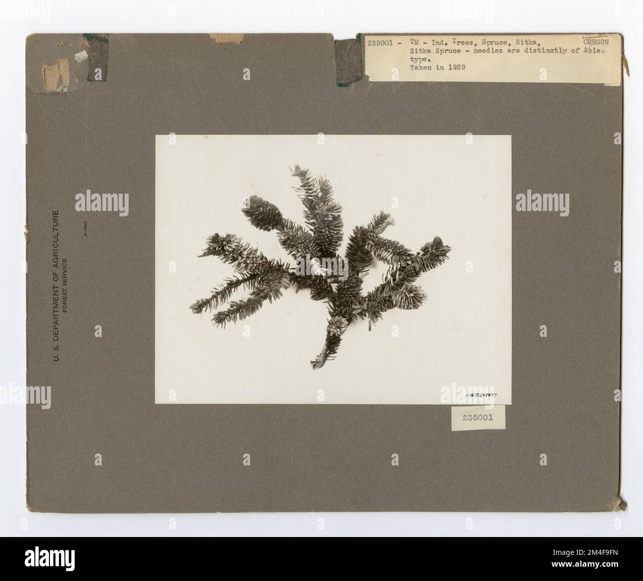 Strongbark hi-res stock photography and images - Alamy