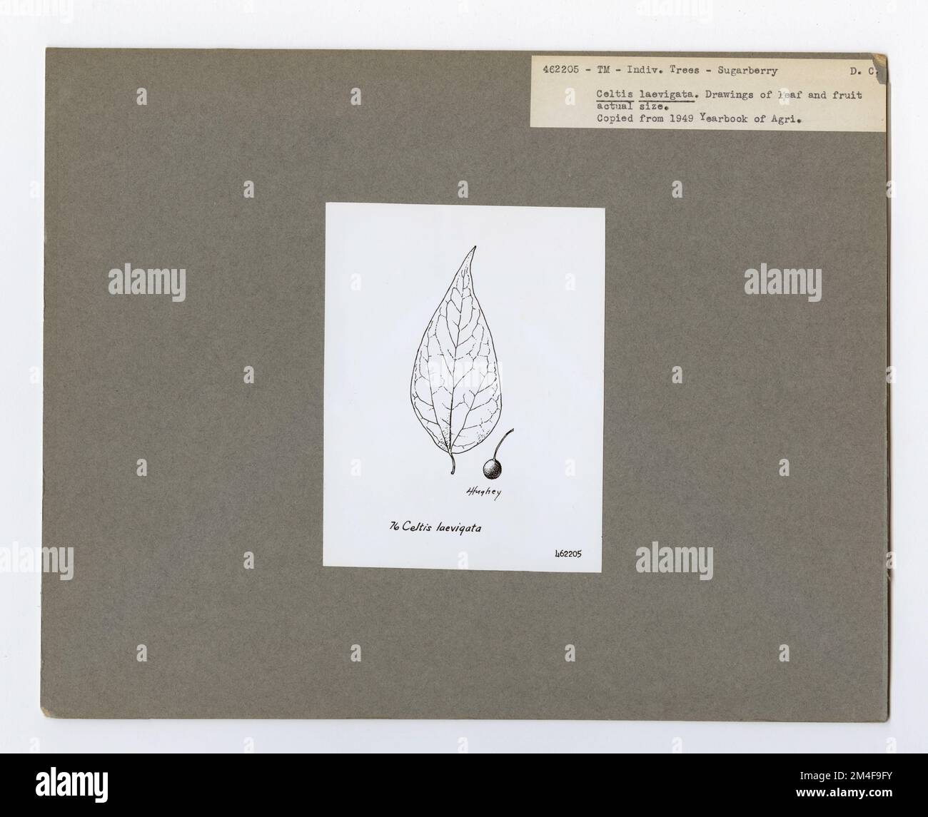 Tree Identification - Sugarberry. Photographs Relating to National ...