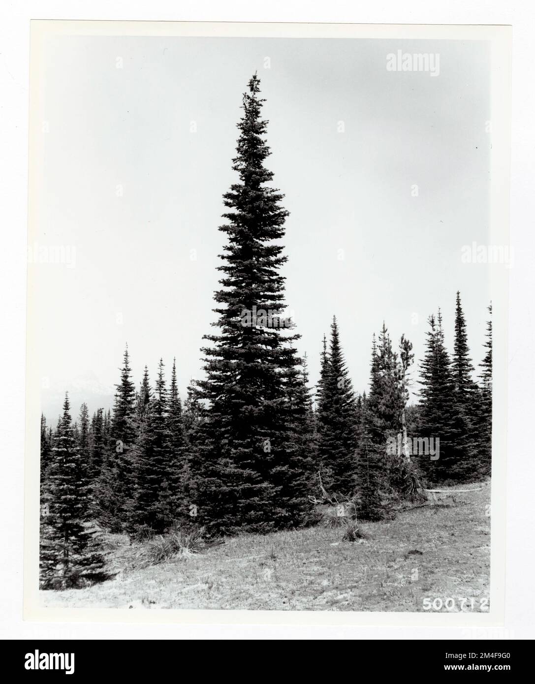 Strongbark hi-res stock photography and images - Alamy