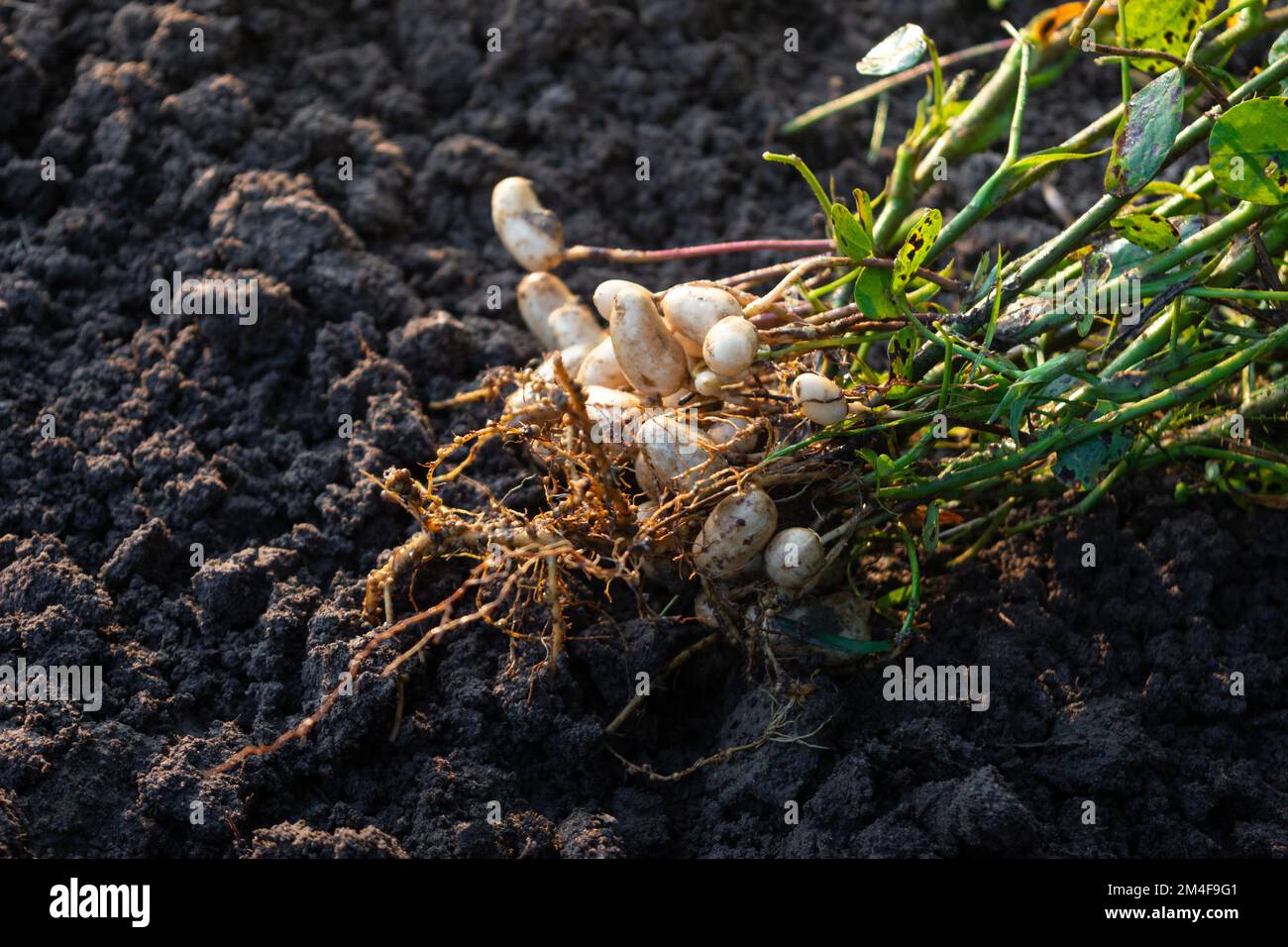 Fresh peanuts plants with roots Stock Photo - Alamy